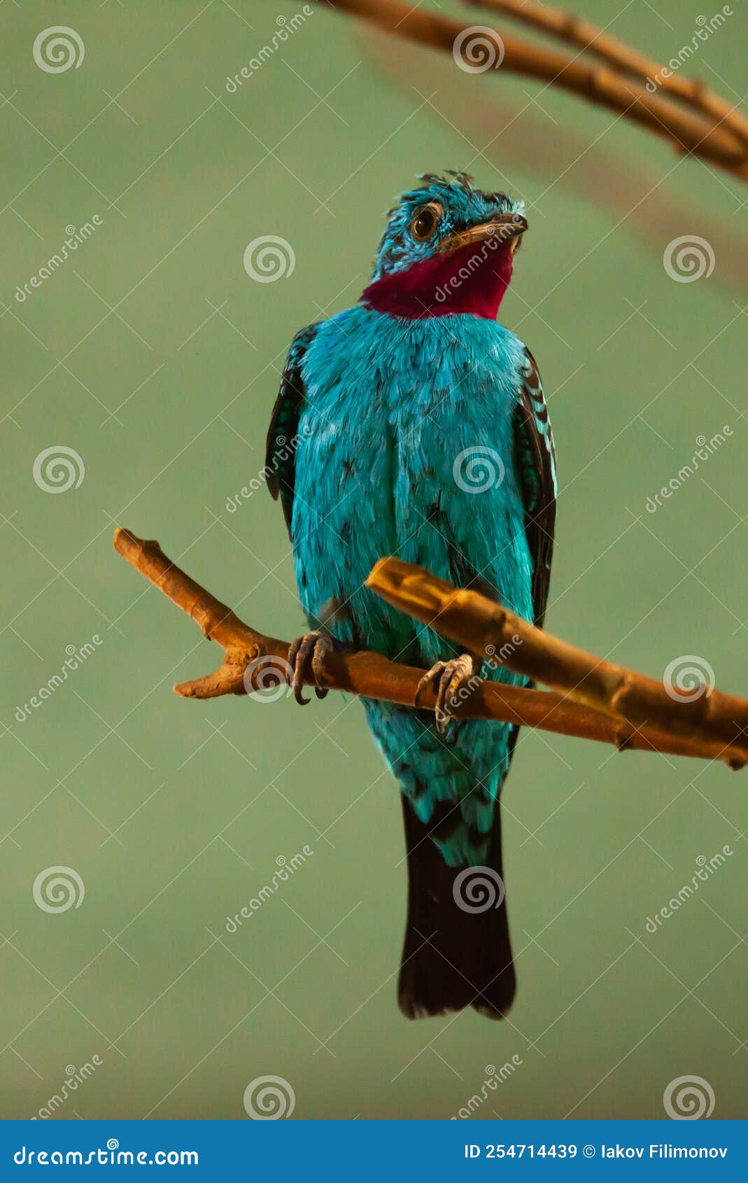 Spangled Cotinga with Red and Blue Feathers Stock Image - Image of blue ...