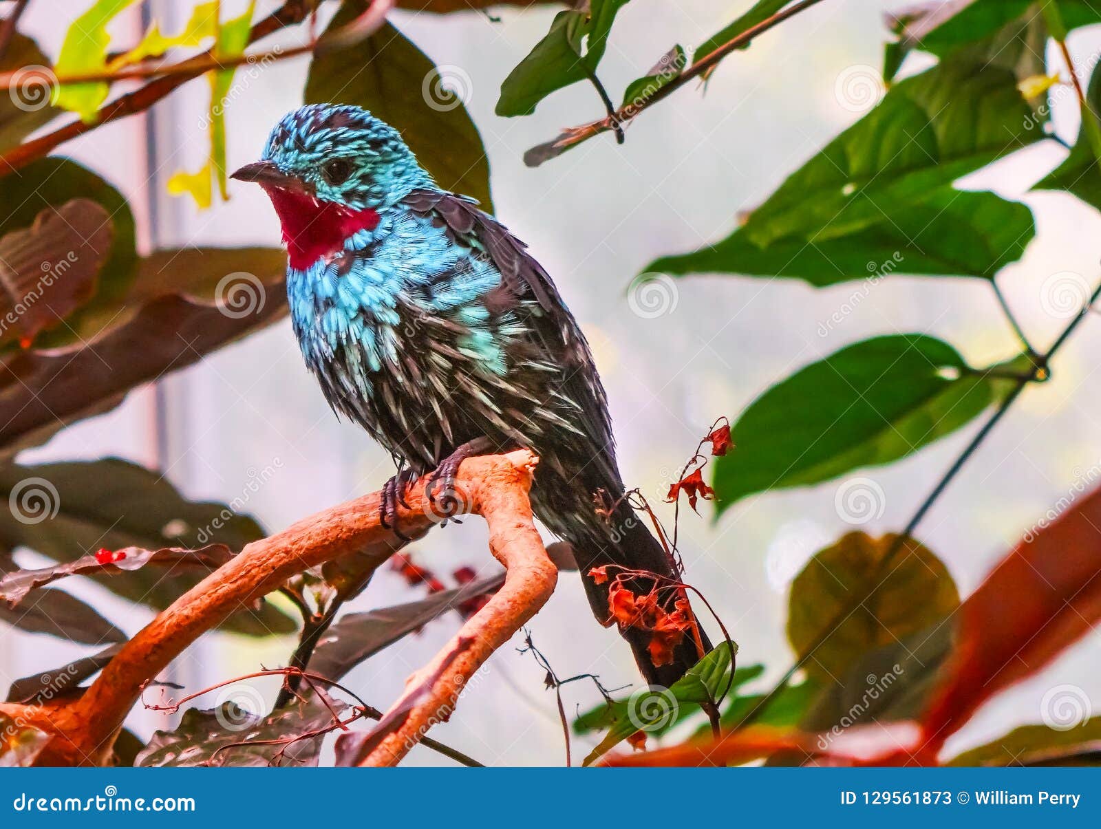 Spangled Cotinga Red Blue Feathers Stock Image - Image of birds, nature ...