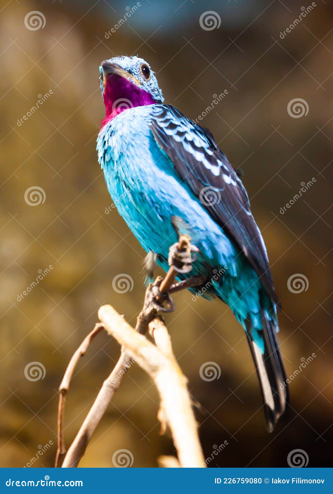 Spangled Cotinga with Red and Blue Feathers Stock Photo - Image of ...
