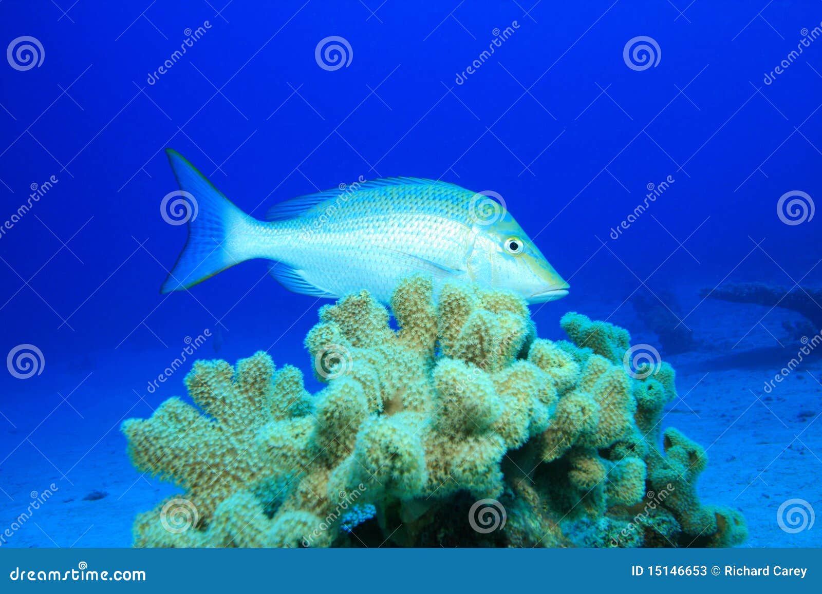 Spangled Emperor stock image. Image of ecosystem, aquatic - 15146653