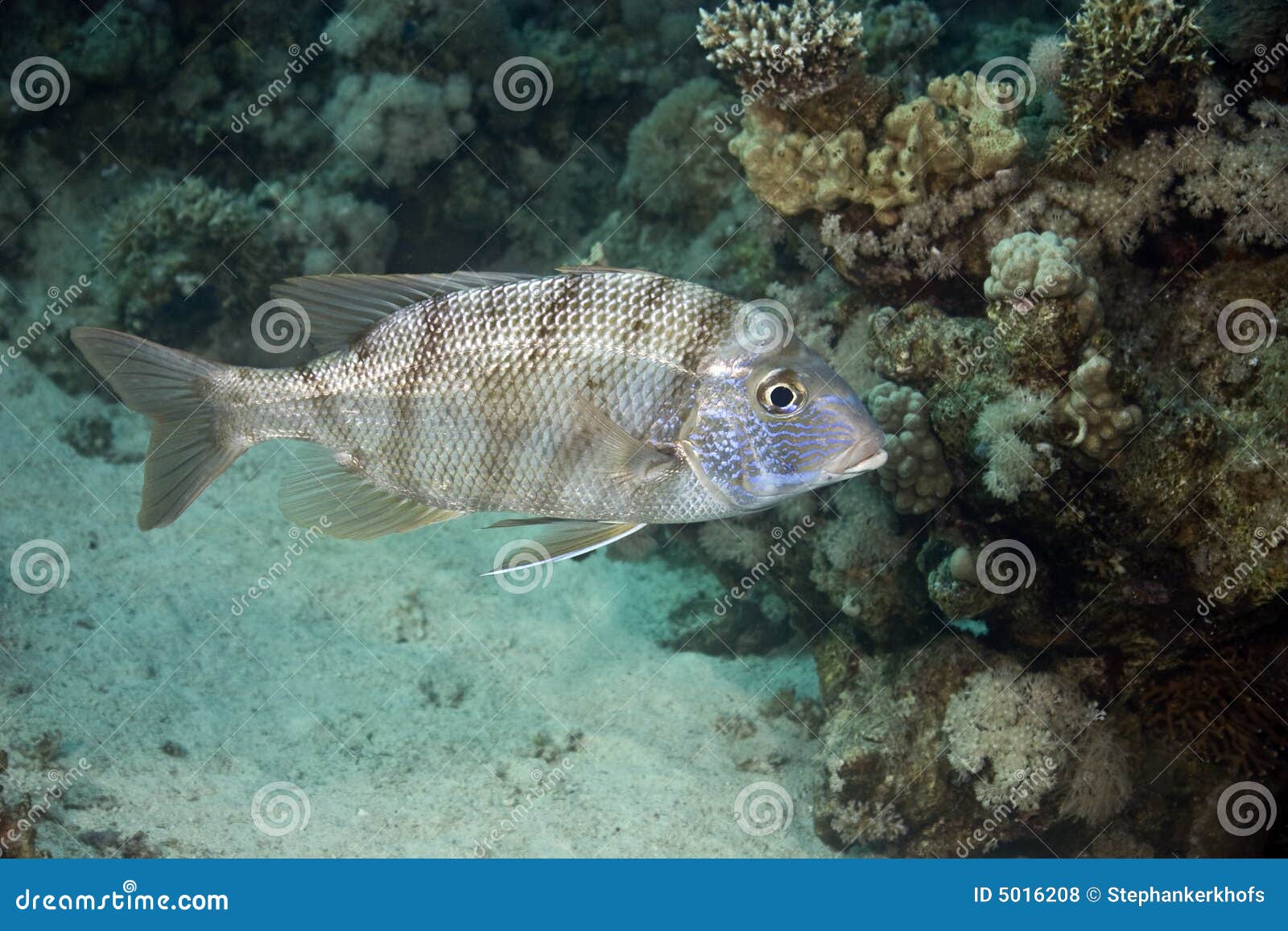 Spangled Emperor (lethrinus Nebulosus) Stock Photo - Image of smooth ...