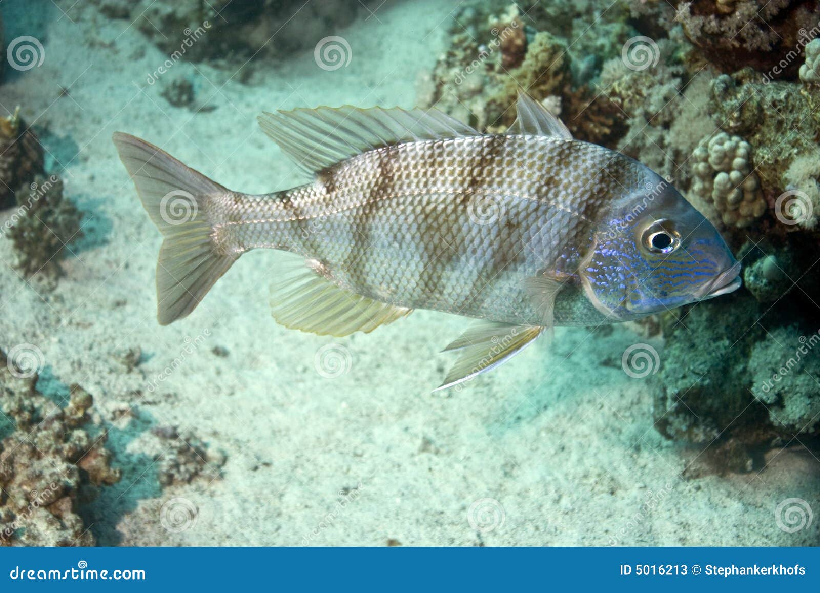 Spangled Emperor (lethrinus Nebulosus) Stock Image - Image of colony ...