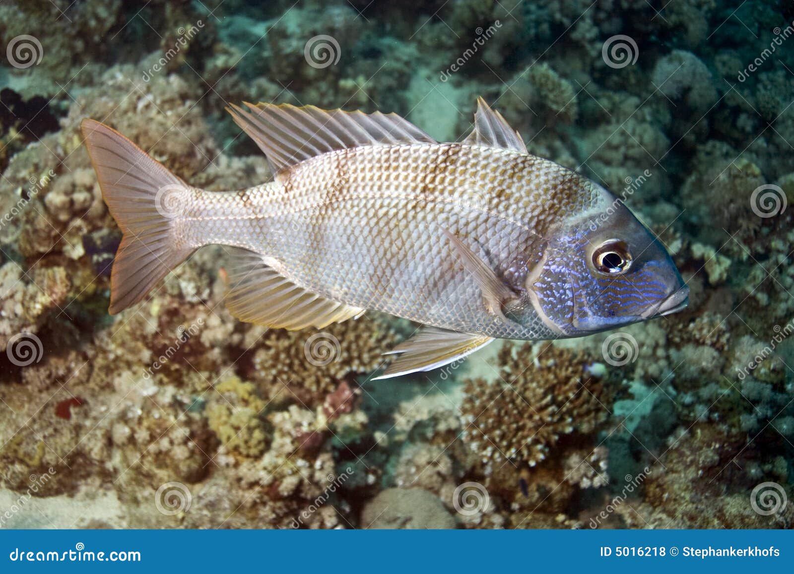 Spangled Emperor (lethrinus Nebulosus) Stock Photo - Image of water ...