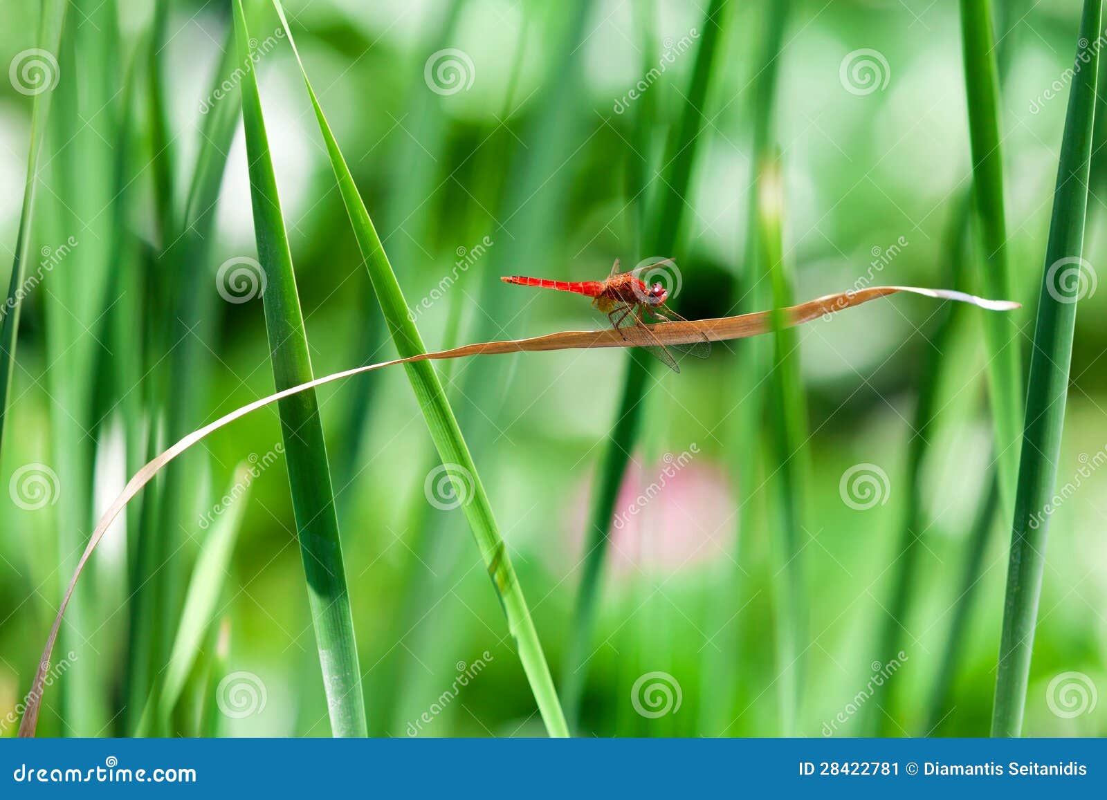 Spangled Skimmer Dragonfly (Libellula Cyanea) Stock Image - Image of ...