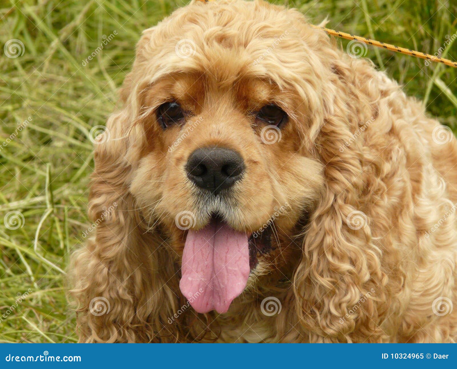 Spaniel stock image. Image of fluffy, cute, playing, landscapes - 10324965