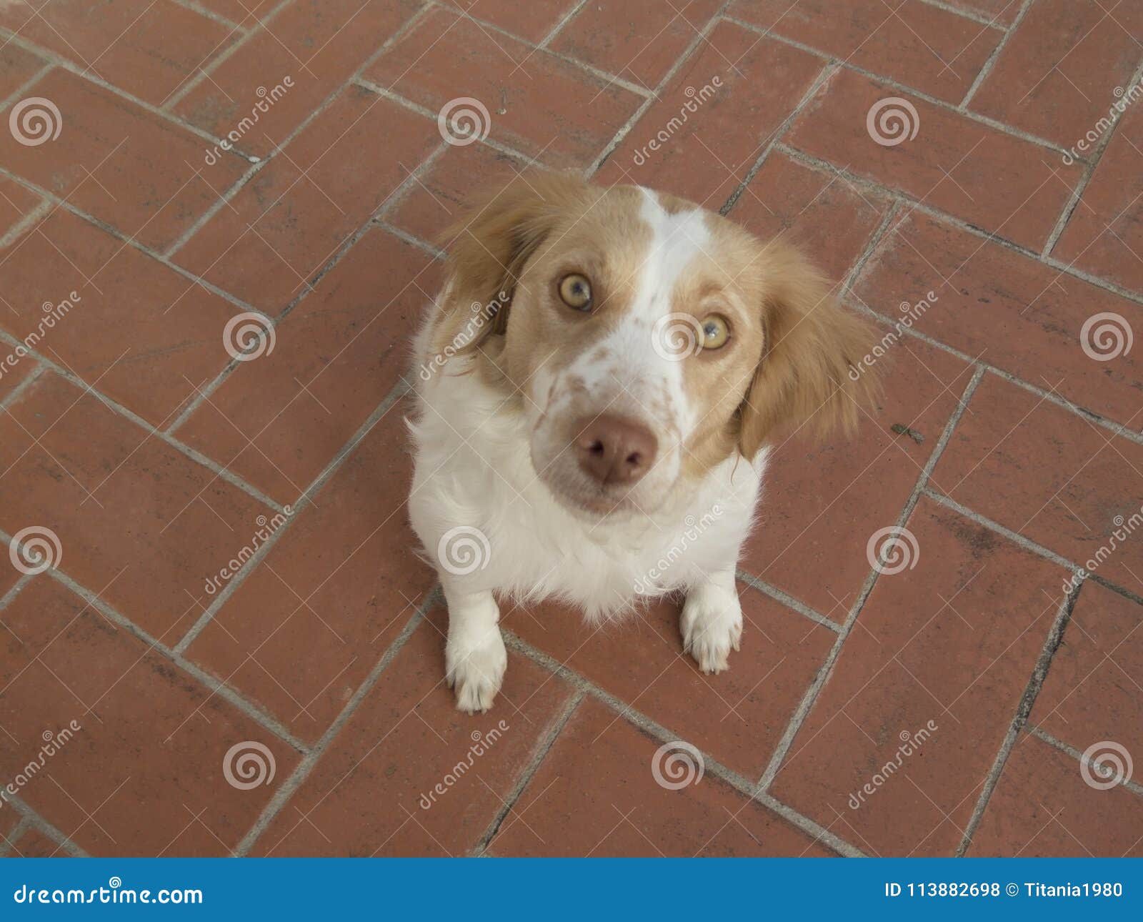 Spaniel breton dog stock photo. Image of standing, brittany - 113882698