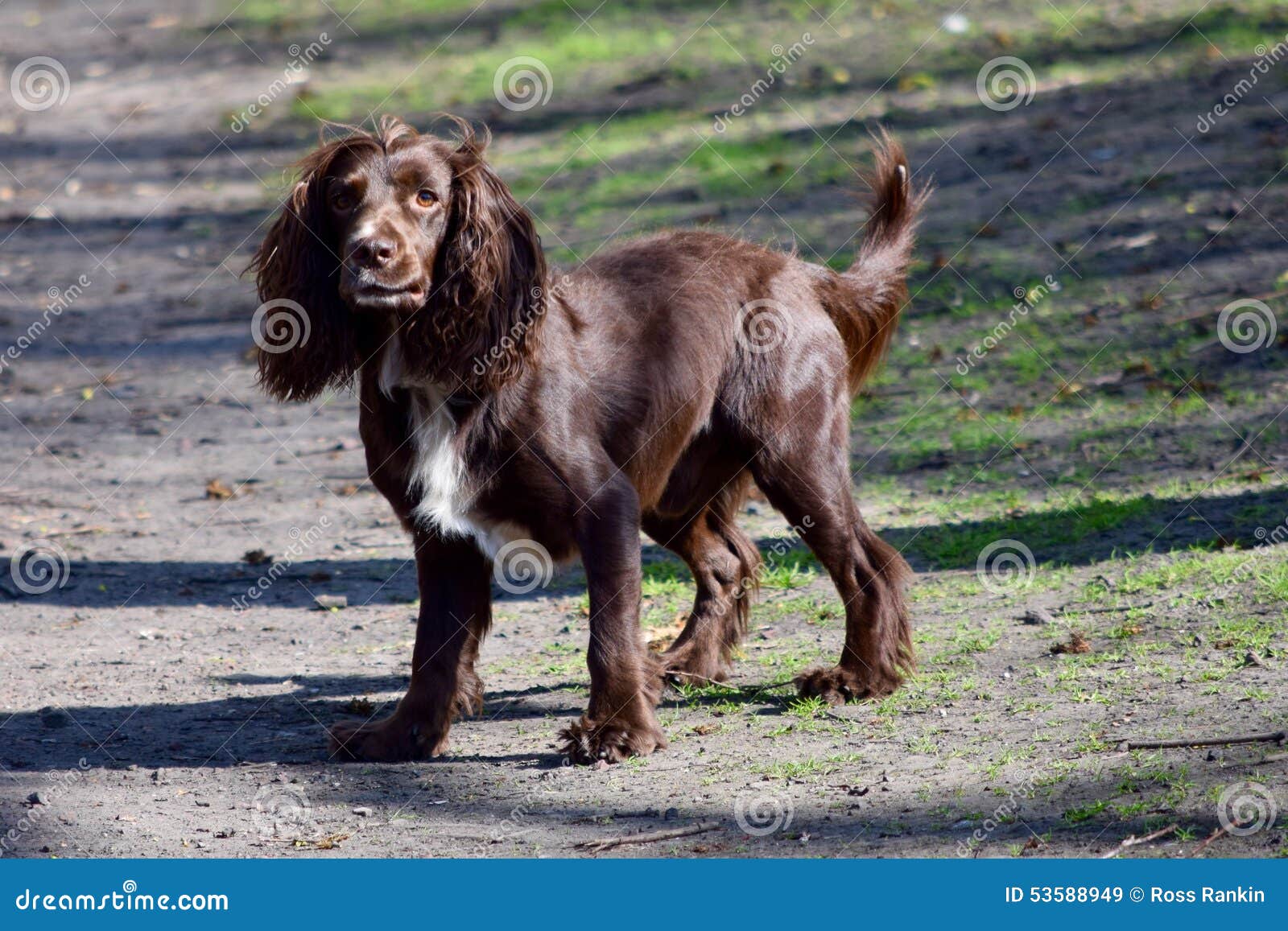 Spaniel de Brown imagem de stock. Imagem de spaniel, marrom - 53588949