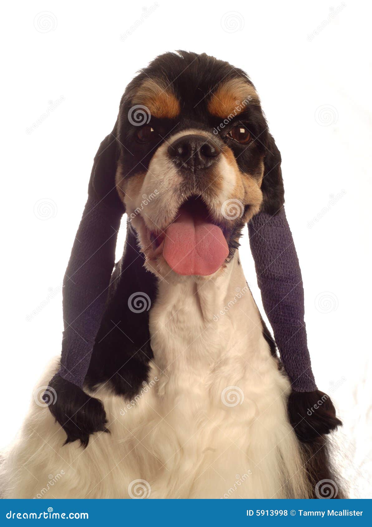 Spaniel De Cocker Com Orelhas Envolvidas Foto de Stock - Imagem de ...