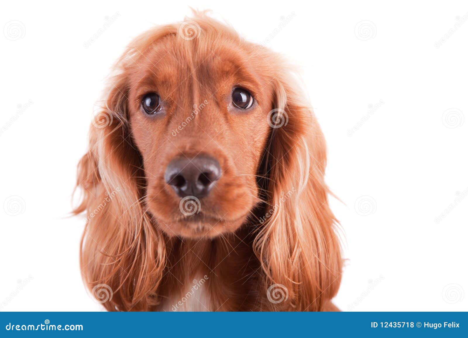 Spaniel de Cocker do bebê foto de stock. Imagem de isolado - 12435718