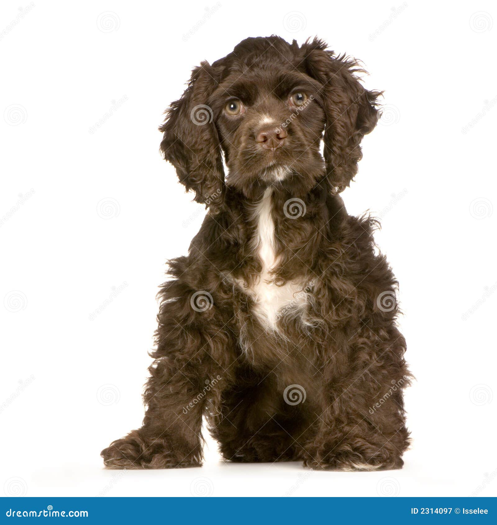 Spaniel De Cocker Do Filhote De Cachorro Imagem de Stock - Imagem de ...