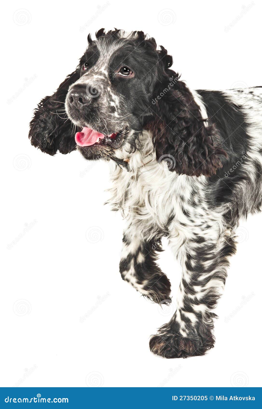 Spaniel De Cocker Inglês Preto E Branco Imagem de Stock - Imagem de ...