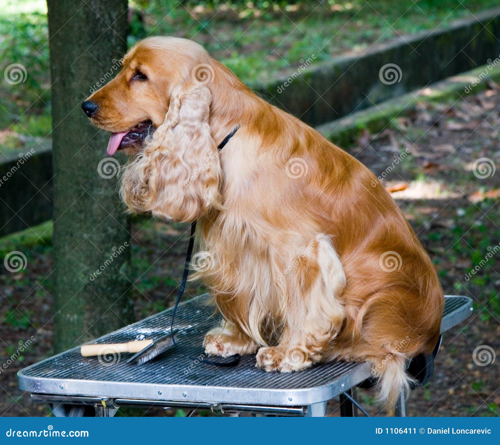 Spaniel di Cocker immagine stock. Immagine di spagnolo - 1106411