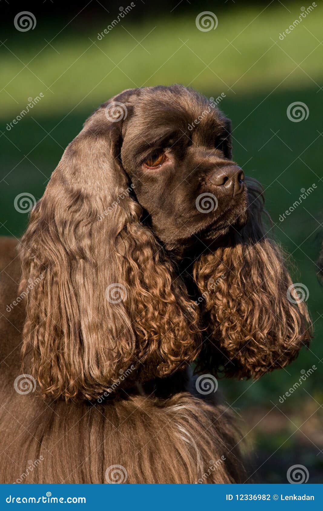 Spaniel Di Cocker Americano Fotografia Stock - Immagine di compagno ...