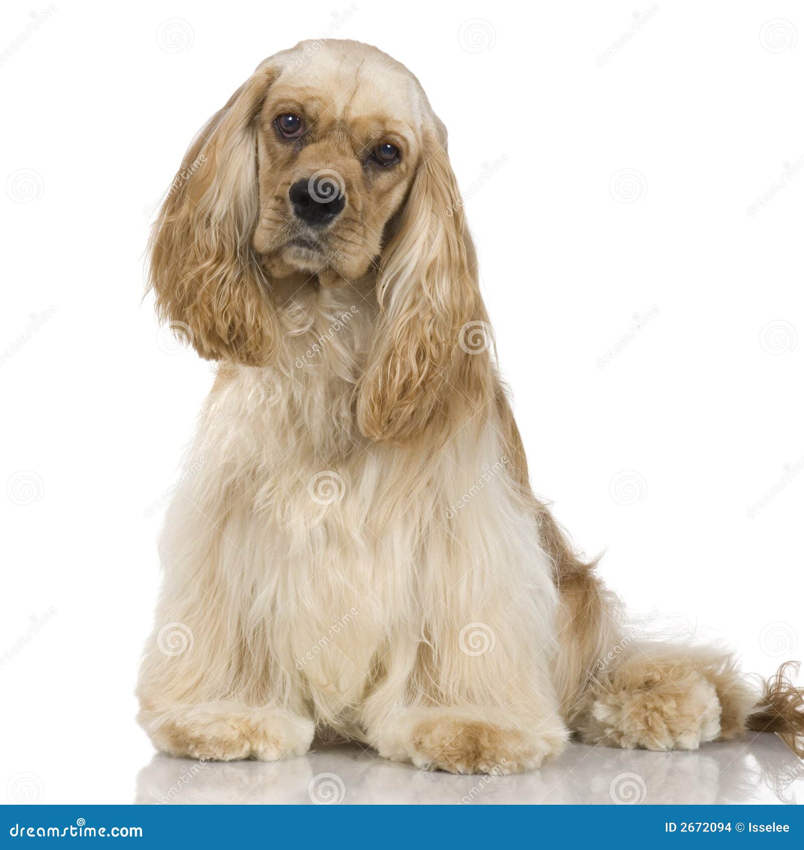 Spaniel Di Cocker Americano Fotografia Stock - Immagine di governare ...