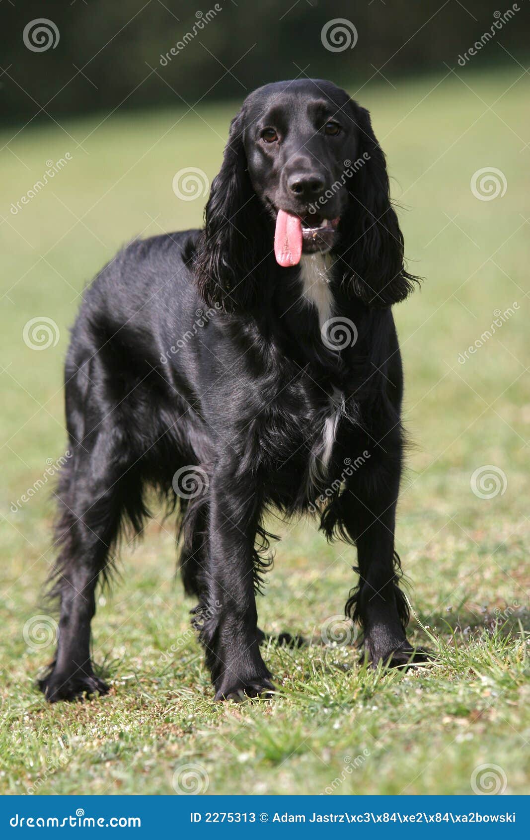Spaniel Di Cocker Di Inglese Nero Immagine Stock - Immagine di verde ...