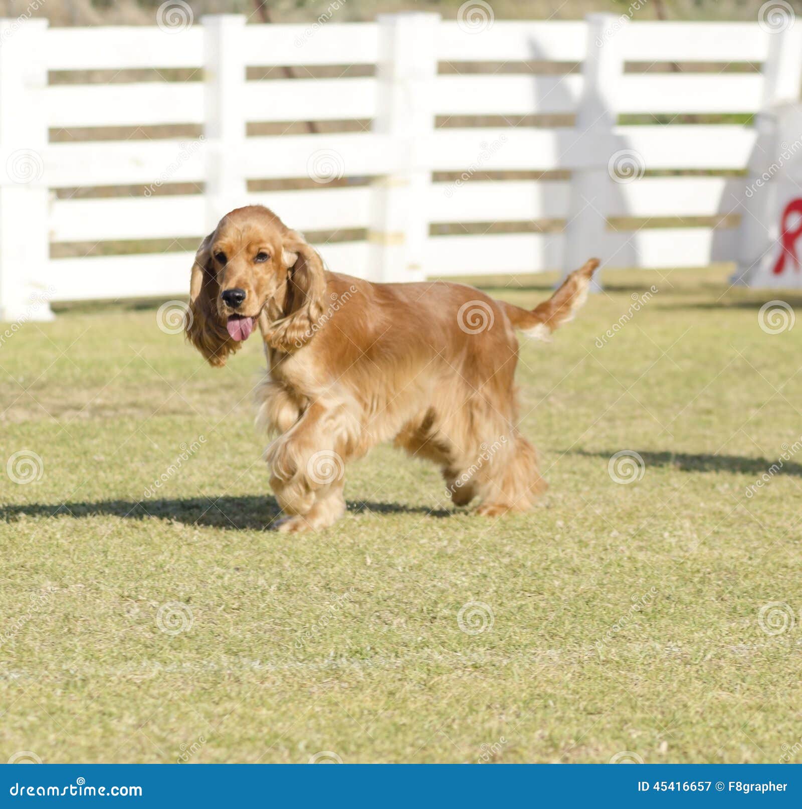 Spaniel di cocker inglese immagine stock. Immagine di bello - 45416657