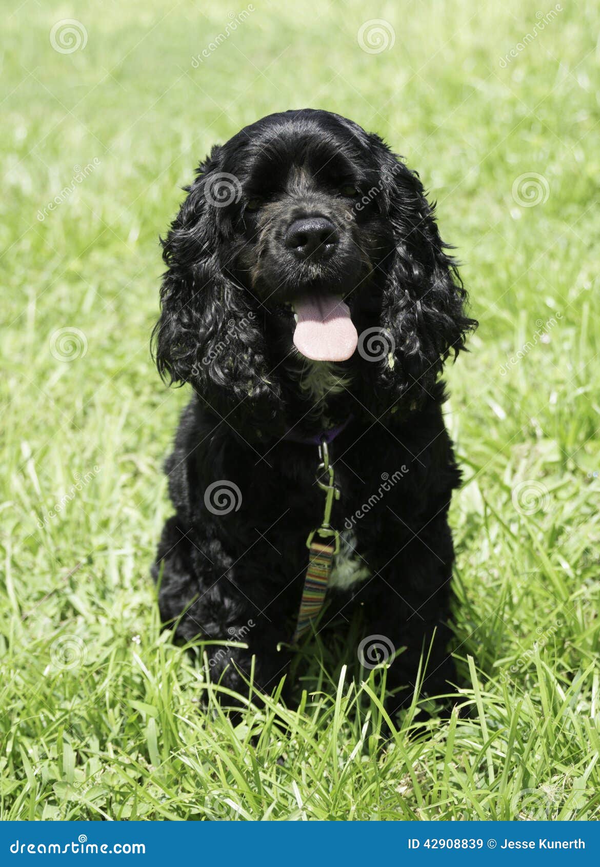 Cucciolo Di Cocker Spaniel Americano Nero