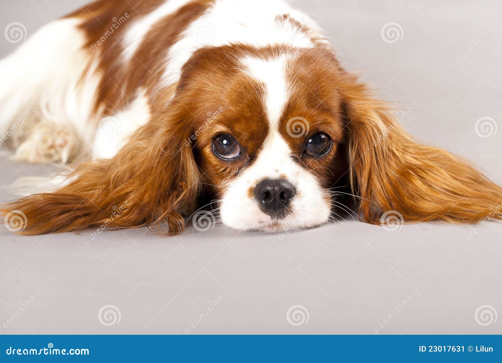 Spaniel dog stock image. Image of furry, pensiveness - 23017631
