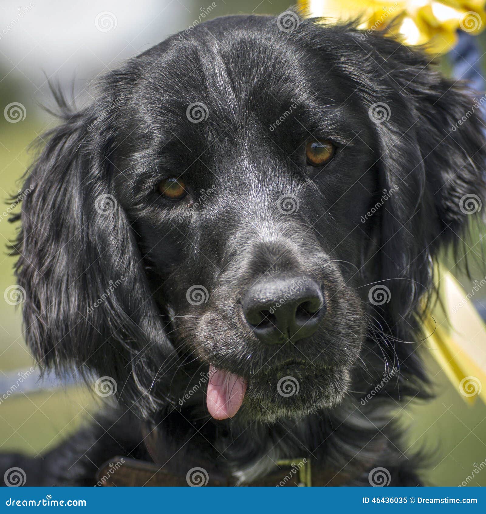 Spaniel Dog stock image. Image of shepherd, foaming, oscar - 46436035
