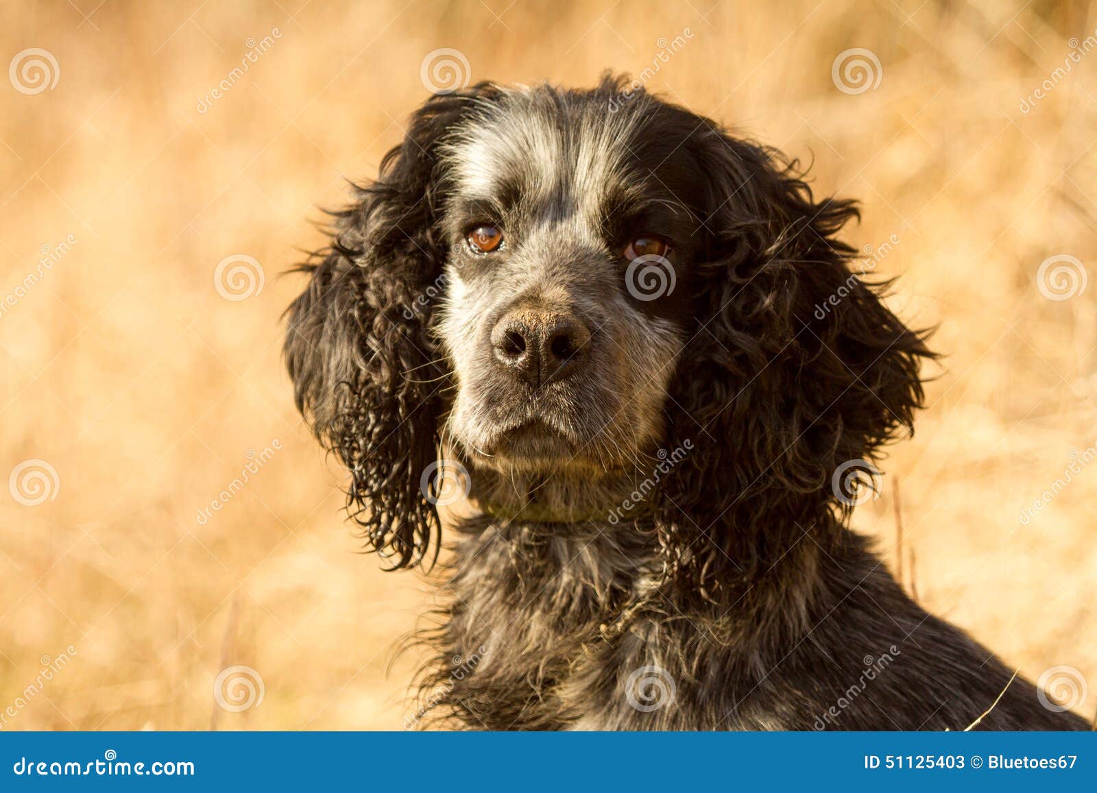 Spaniel dog head stock image. Image of camera, alert - 51125403