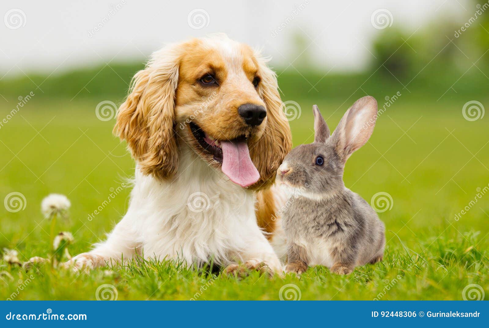 Spaniel dog and rabbit stock photo. Image of park, english - 92448306