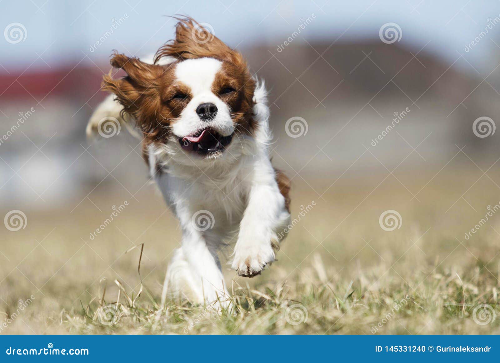 Spaniel dog running fast stock photo. Image of springer - 145331240