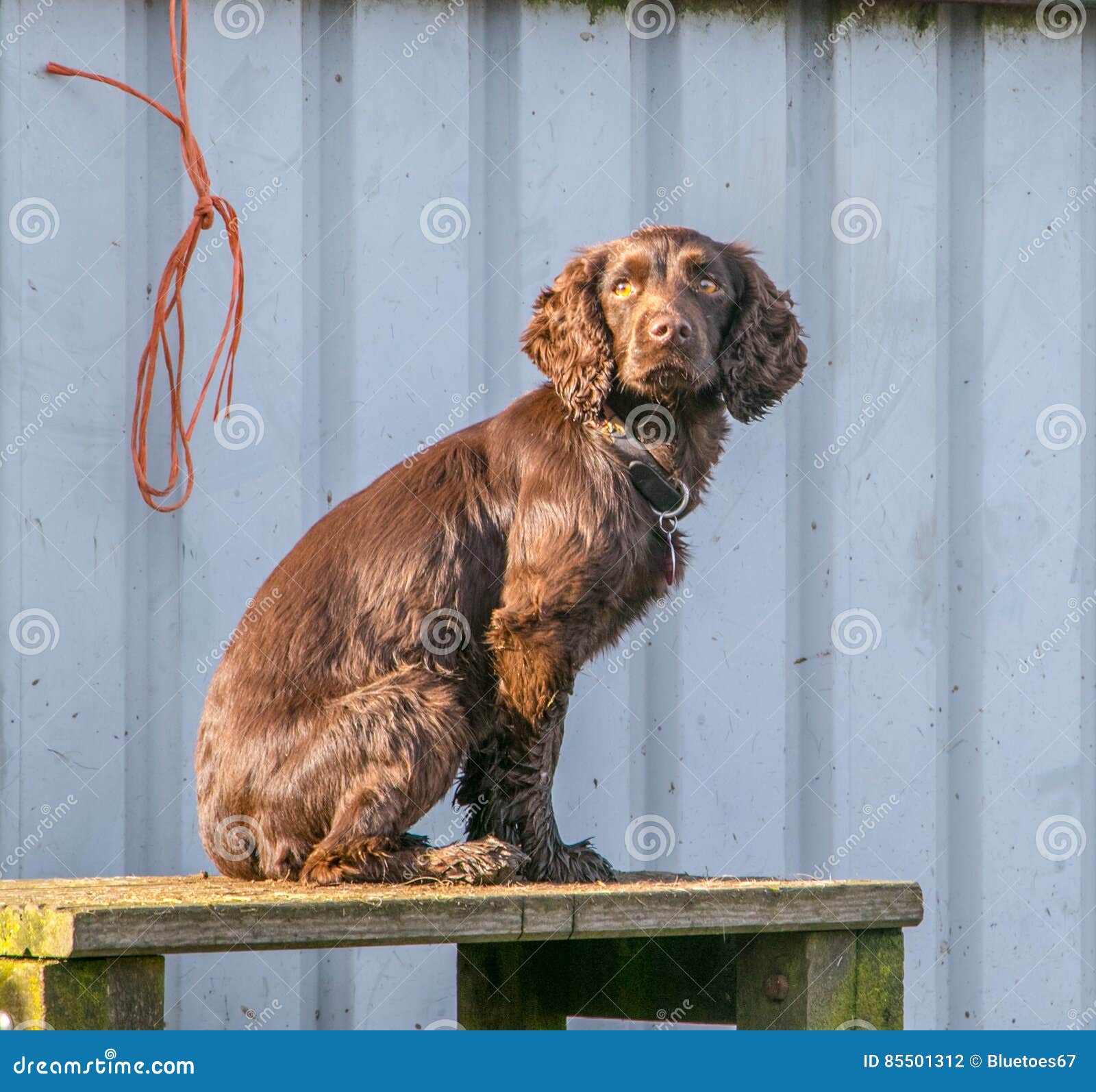 Spaniel Dog Sitting on Wooden Step Stock Photo - Image of farm, doggy ...