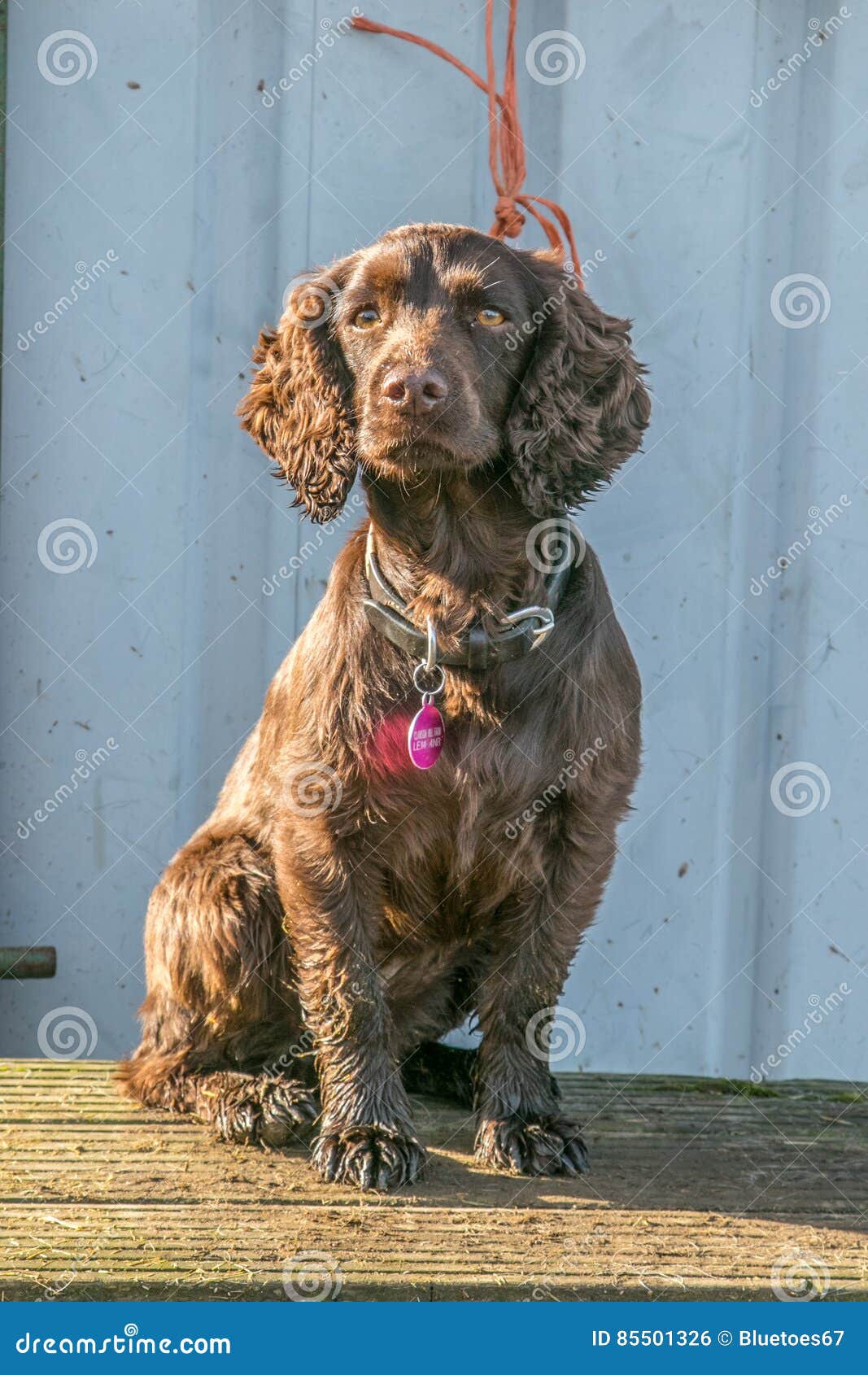 Spaniel Dog Sitting on Wooden Step Stock Photo - Image of domestic ...