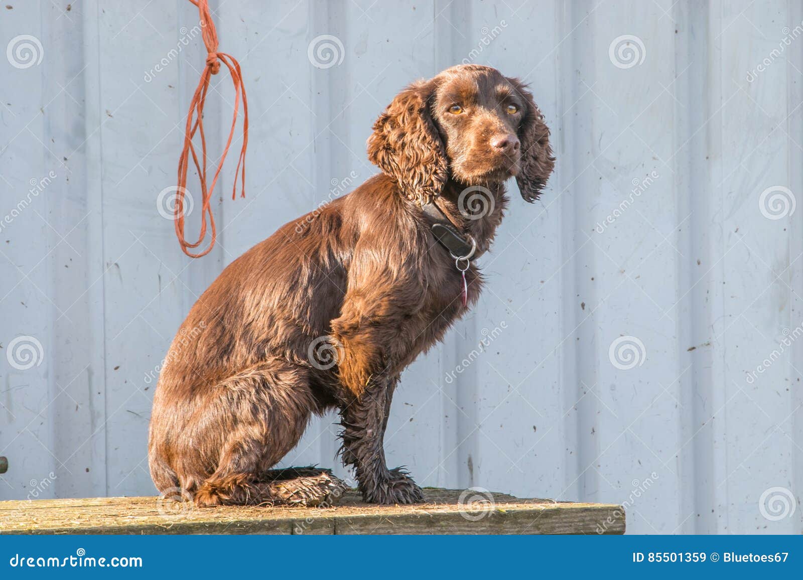 Spaniel Dog Sitting on Wooden Step Stock Image - Image of cute, farm ...