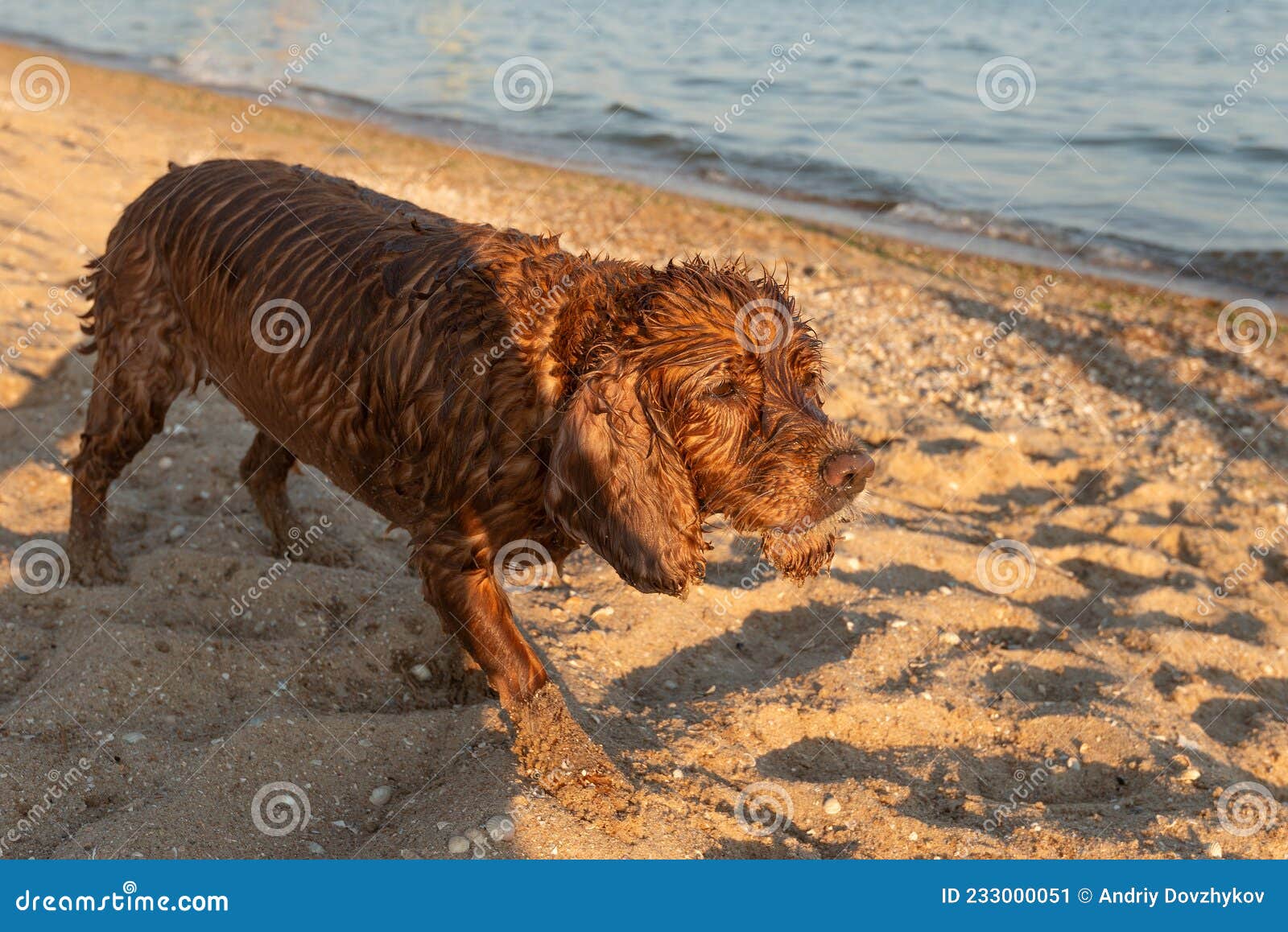 A Spaniel Dog Walks on the Sand by the Sea Stock Image - Image of ...