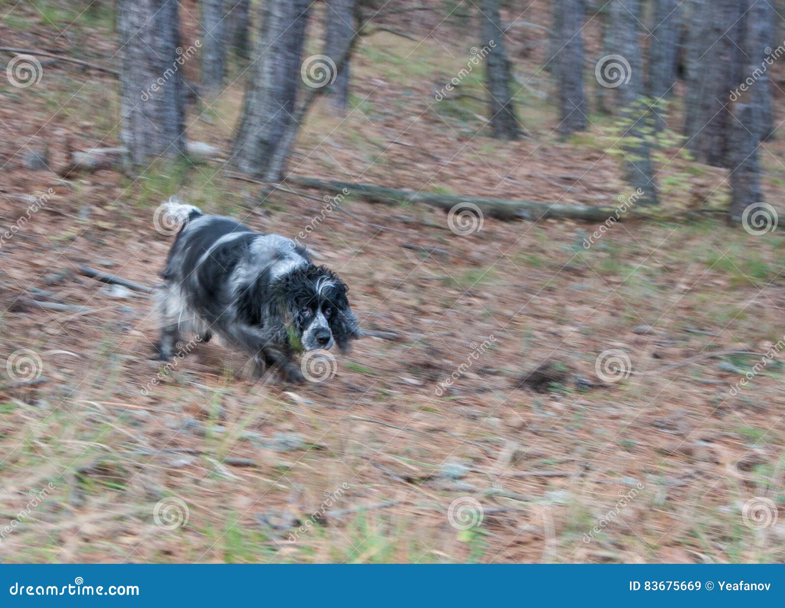 Spaniel Hunting Dog Running in Autumn Forest Stock Image - Image of ...