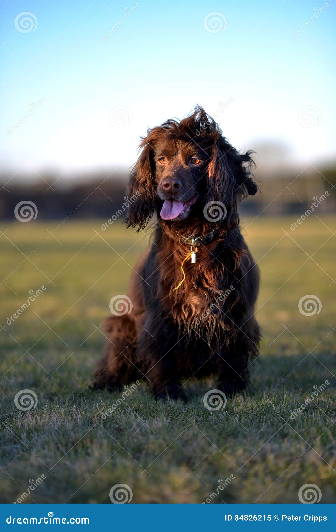 Spaniel stock image. Image of panting, spaniel, working - 84826215