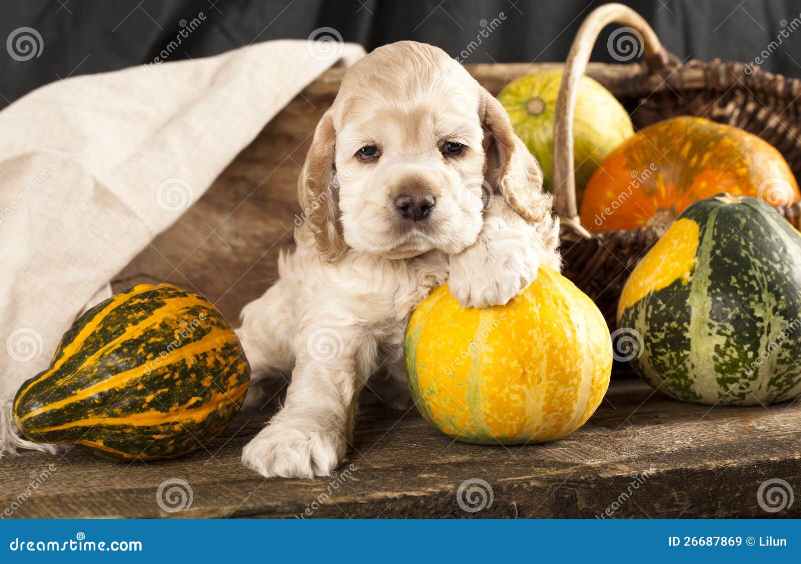 Spaniel puppy stock image. Image of pumpkin, friend, obedient - 26687869