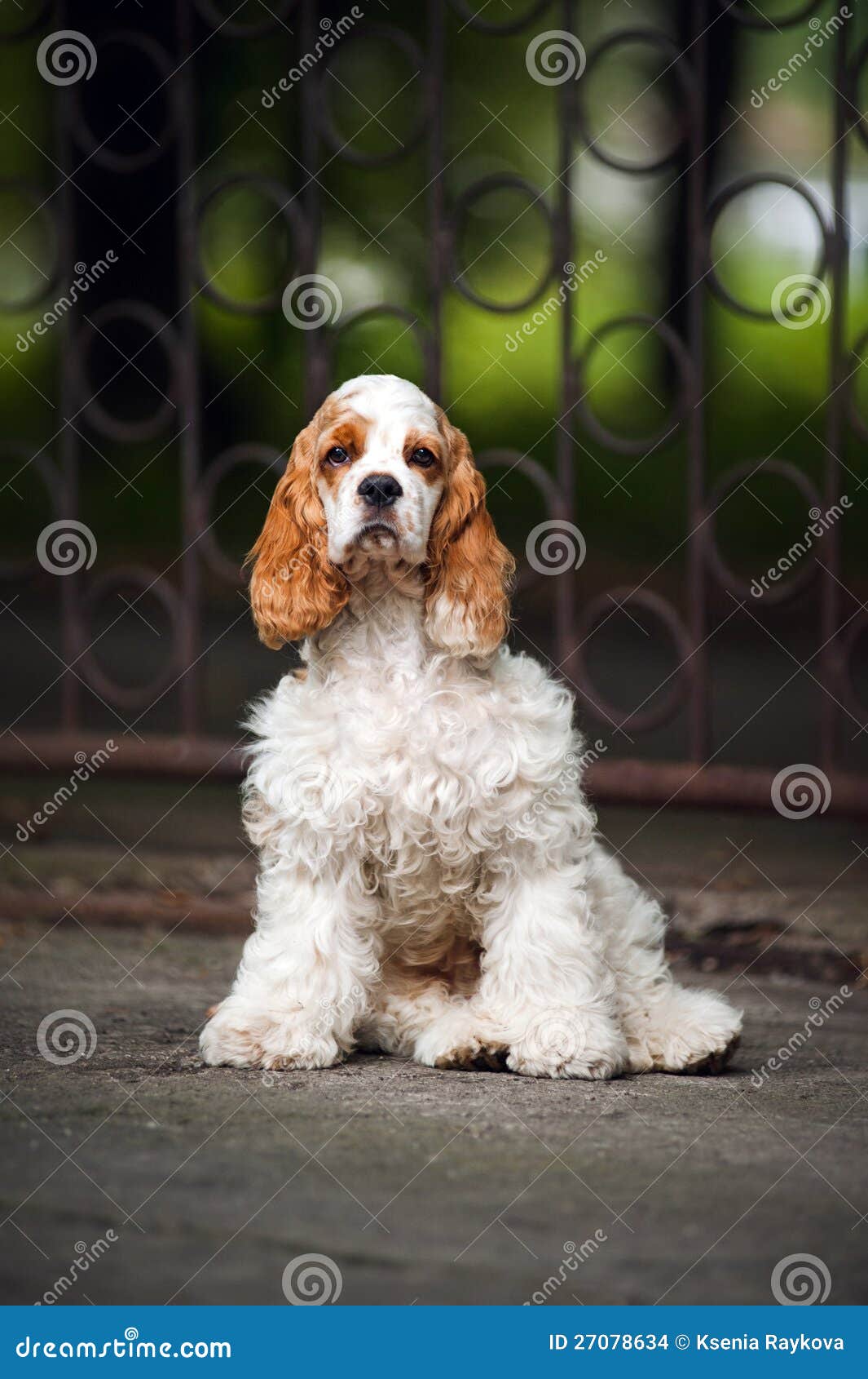 Spaniel Puppy Sitting and Looking at the Camera Stock Photo - Image of ...
