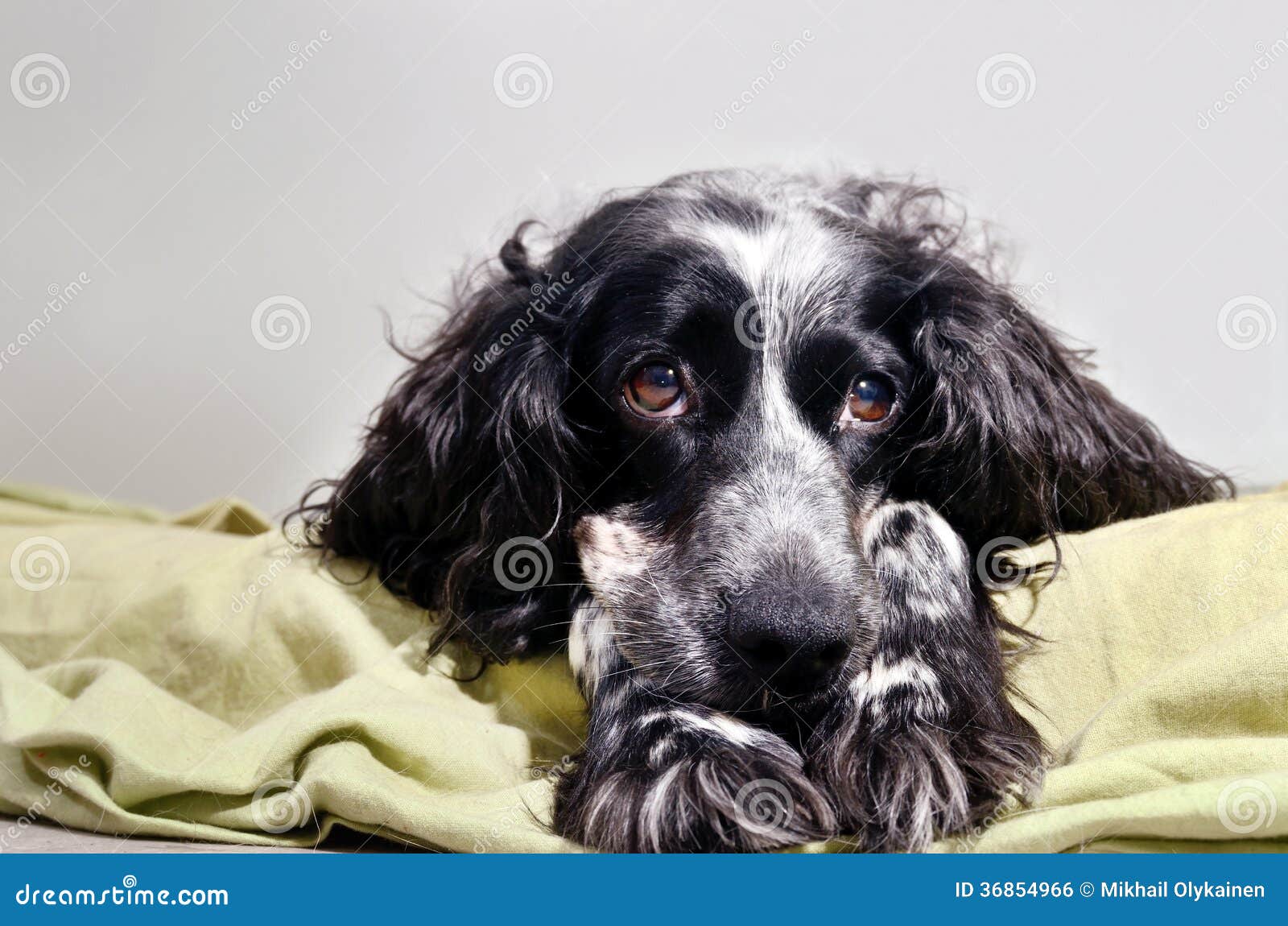 Spaniel Sad Looking at Camera with Her Head Resting on His Paws Stock ...