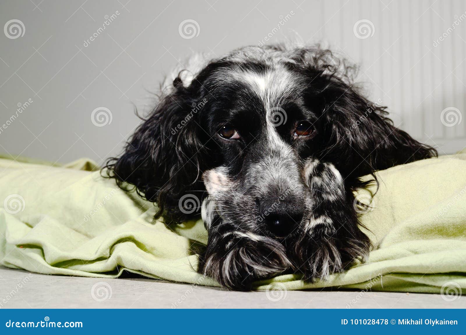 Spaniel Sad Looking at the Camera Stock Photo - Image of animals ...