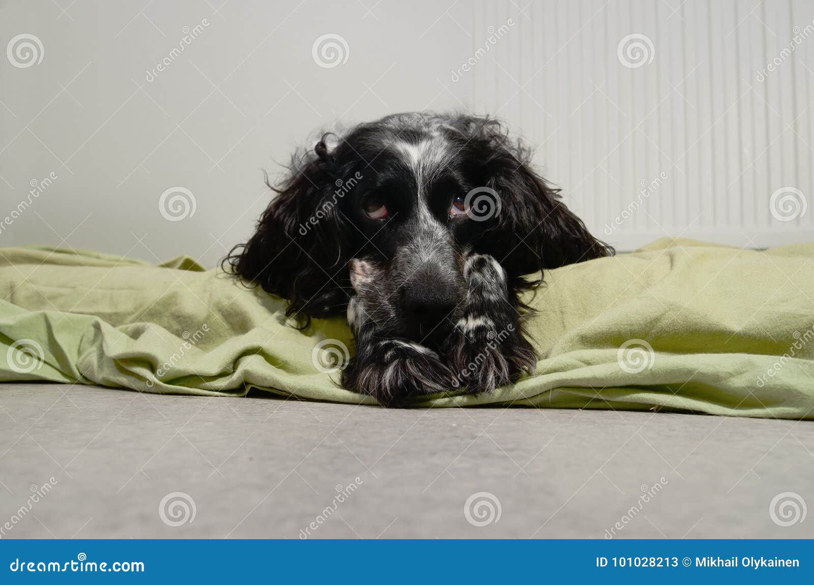 Spaniel Sad Looking at the Camera Stock Image - Image of concepts, head ...