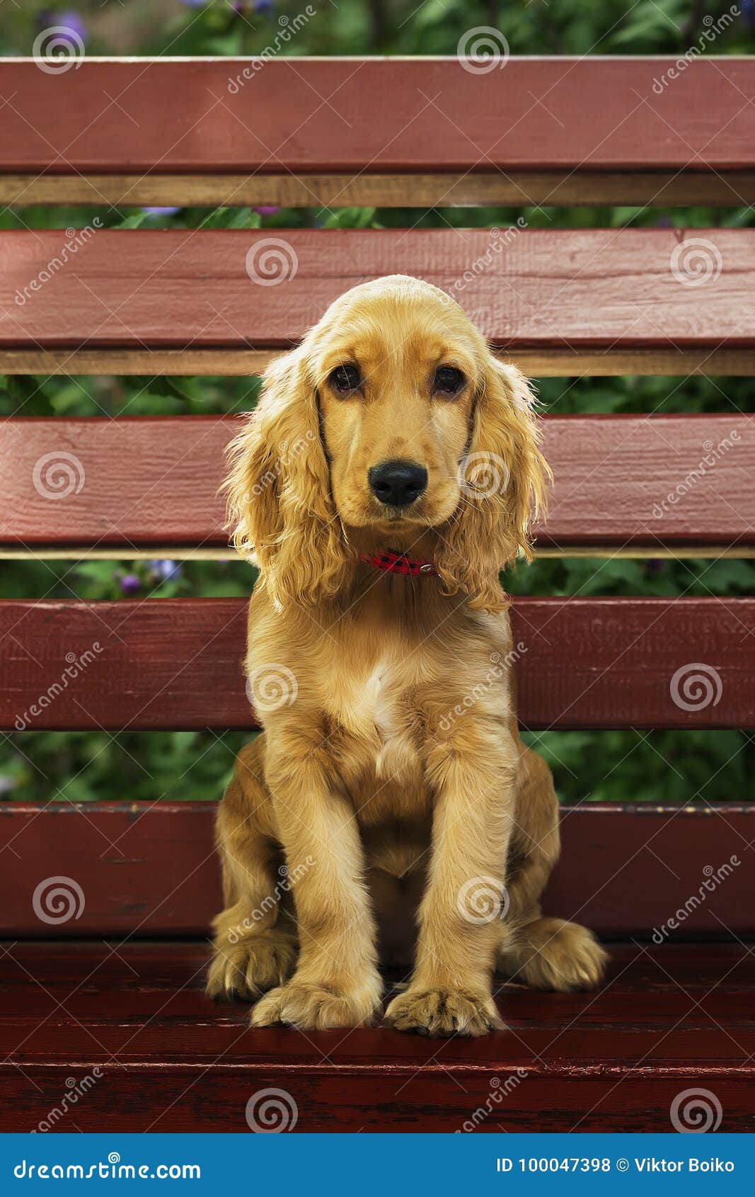 Young spaniel on the bench stock photo. Image of bench - 100047398