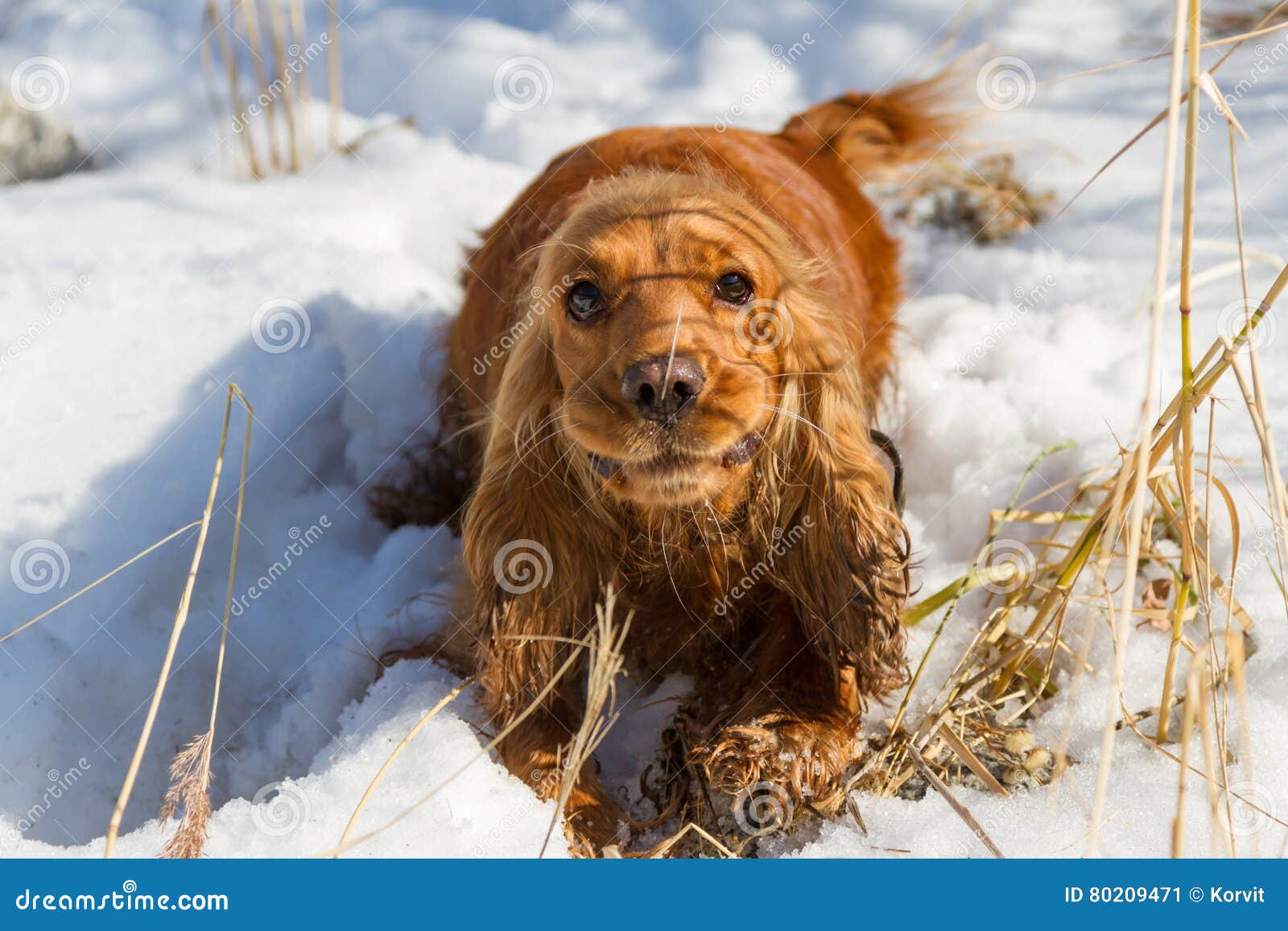 Spaniel and snow stock image. Image of puppy, emotions - 80209471