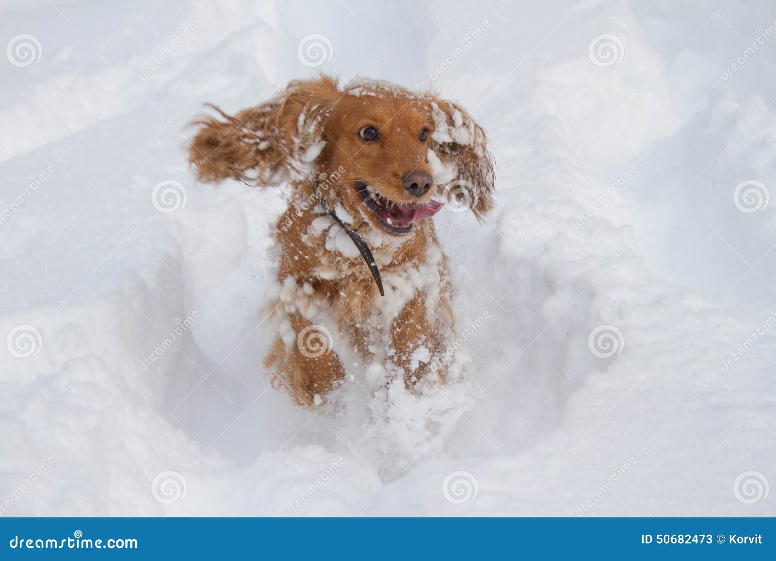 Spaniel in the snow stock image. Image of domestic, gift - 50682473
