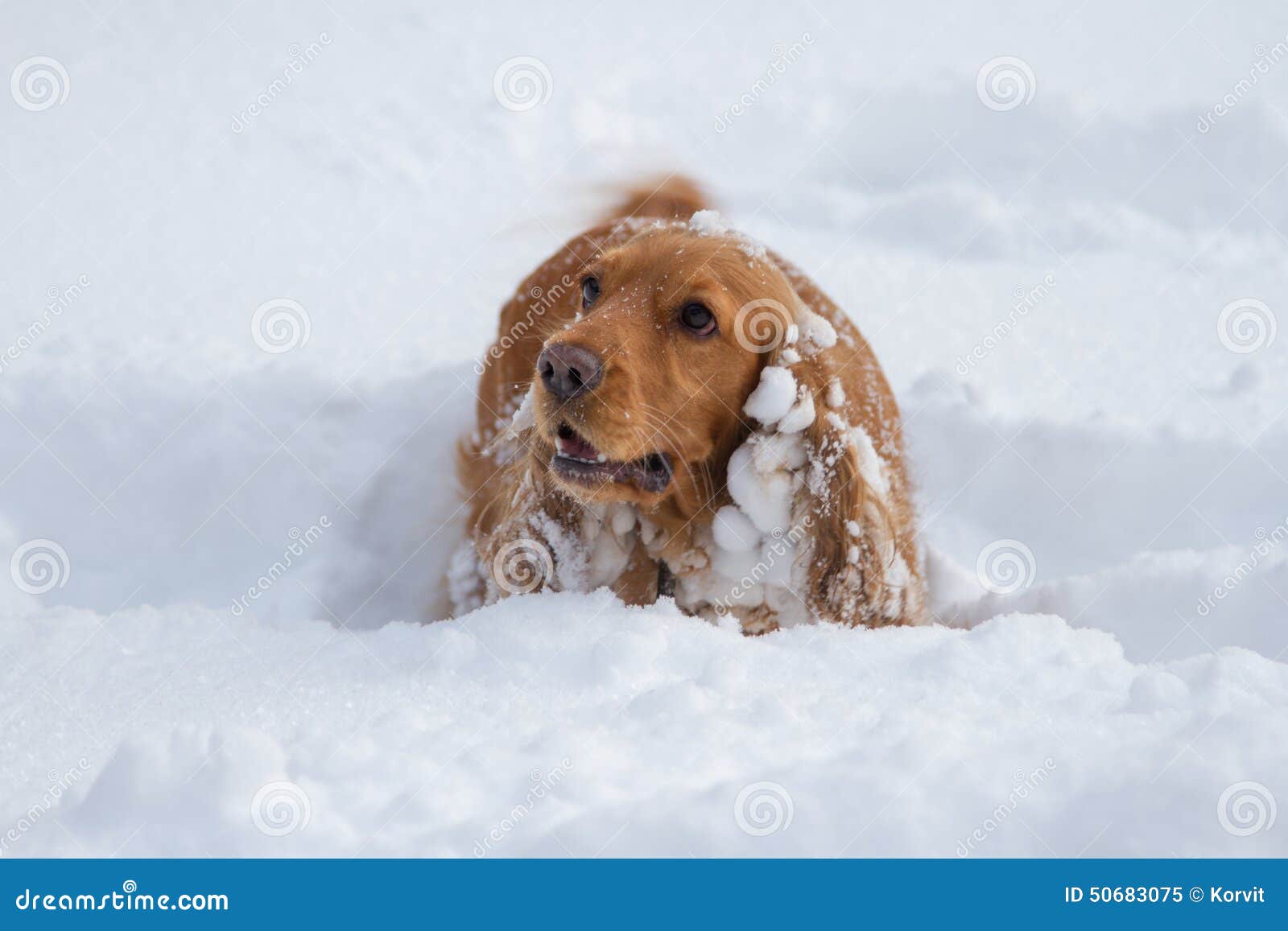 Spaniel in the snow stock image. Image of beauty, pets - 50683075