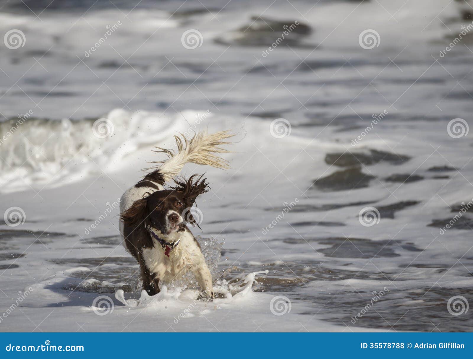 Spaniel stock photo. Image of aquatic, splash, spaniel - 35578788