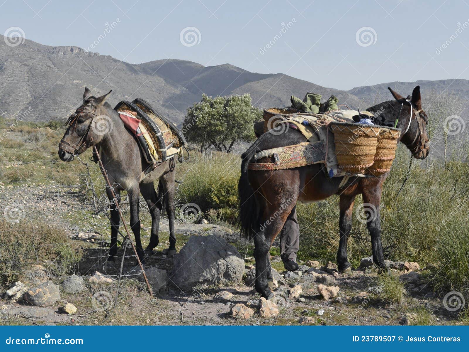 Spanische Maultiere stockbild. Bild von methoden, spanier - 23789507