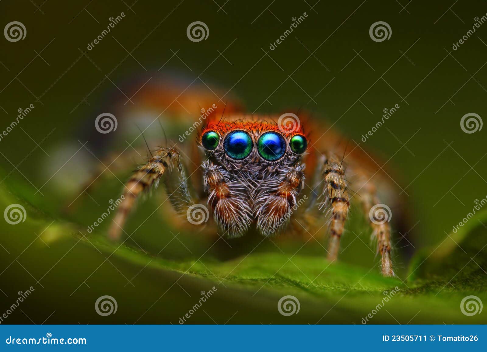 Spanische Springende Spinne Saitis Barbipes Stockbild - Bild von insekt ...