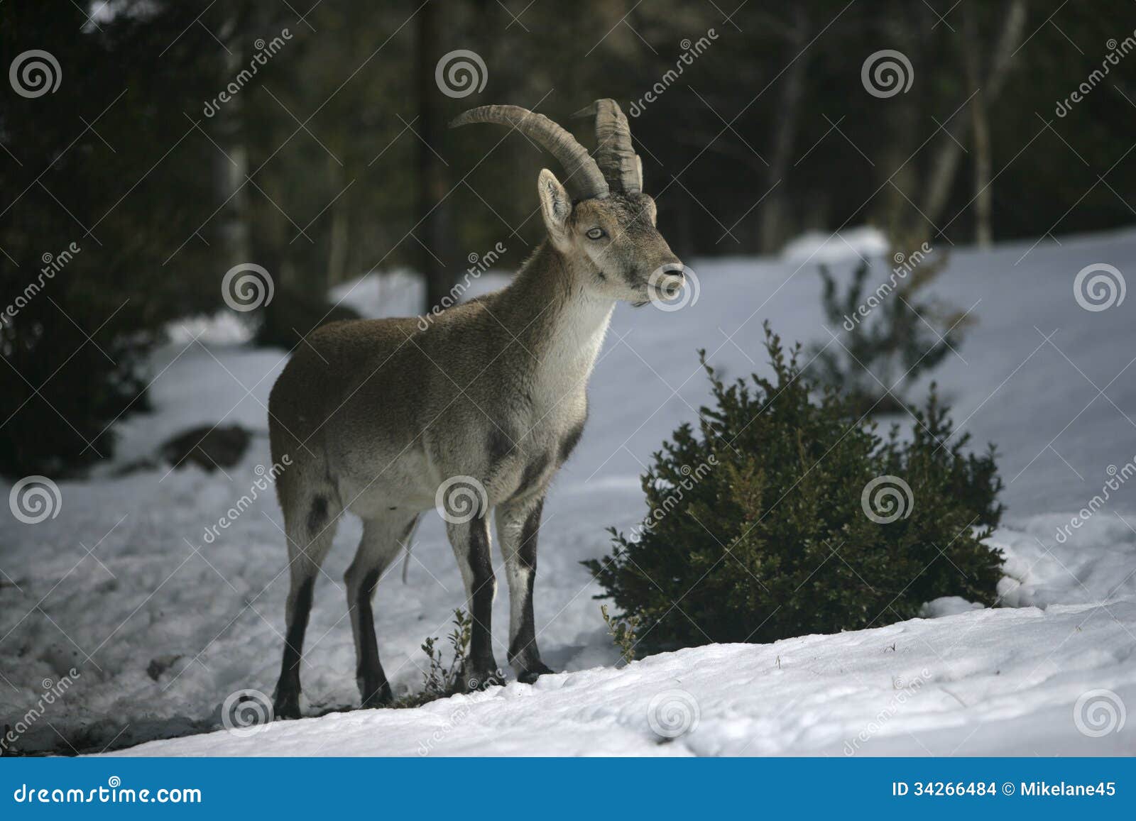 Spanischer Oder Iberischer Steinbock, Capra Pyrenaica Stockfoto - Bild ...