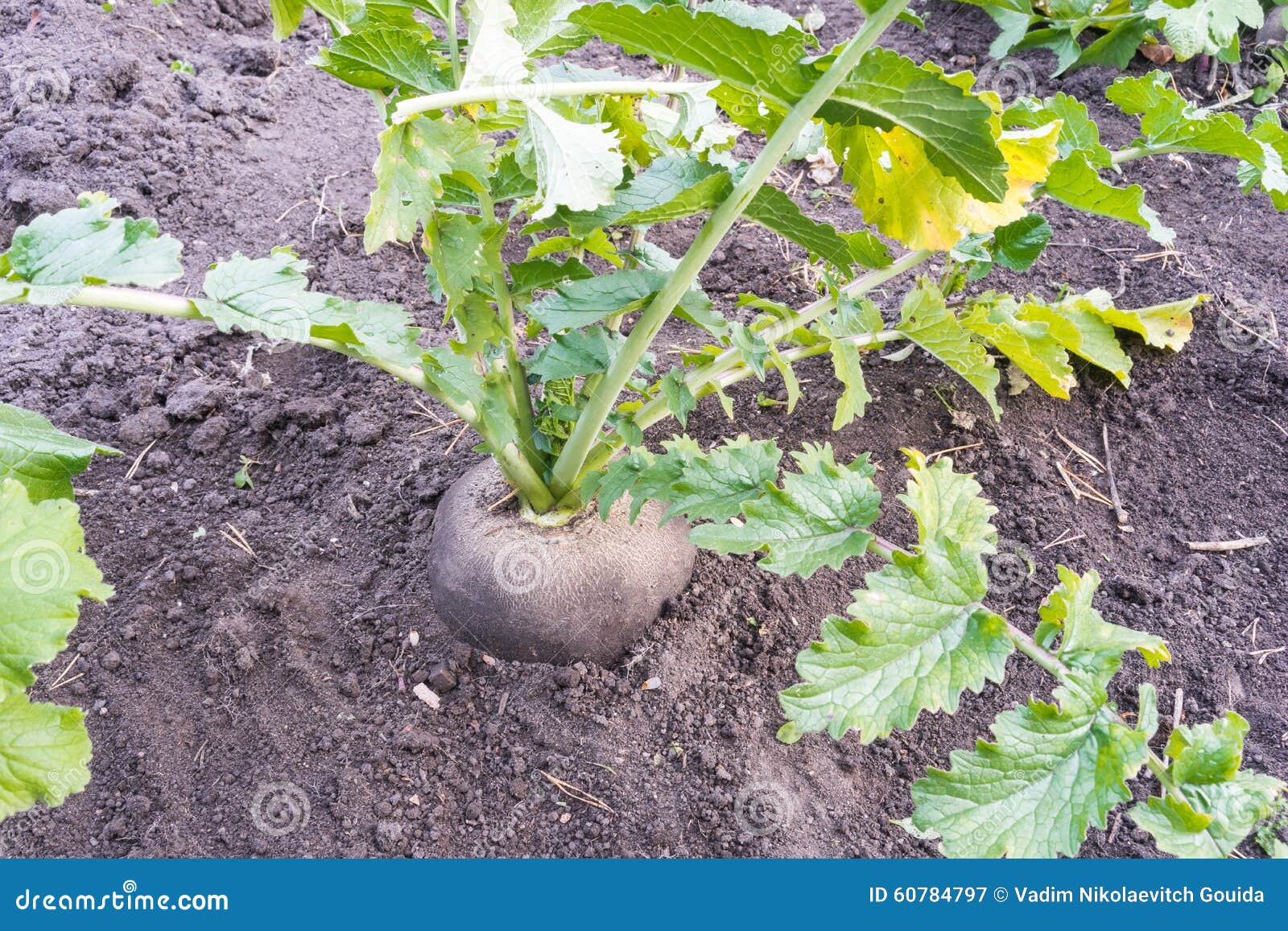 Spanischer Runder Schwarzer Rettich, Raphanus Sativa Stockbild - Bild ...