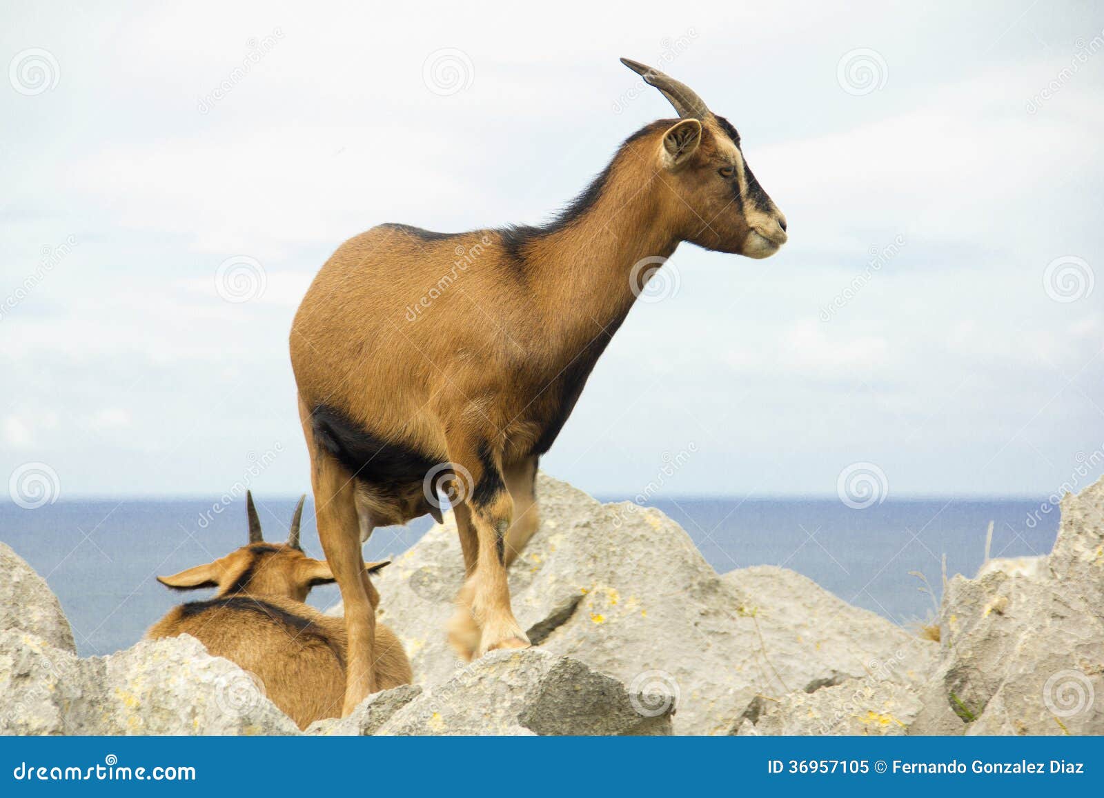 Spanischer Steinbock stockbild. Bild von berg, nave, tier - 36957105