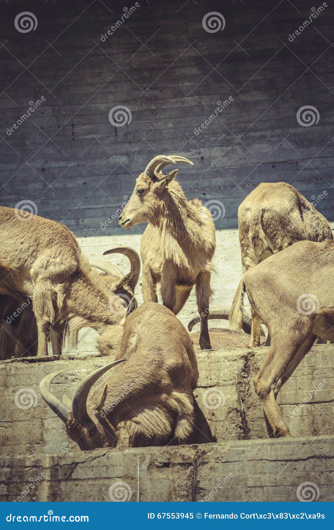 Spanischer Steinbock stockbild. Bild von gehörnt, schafe - 67553945
