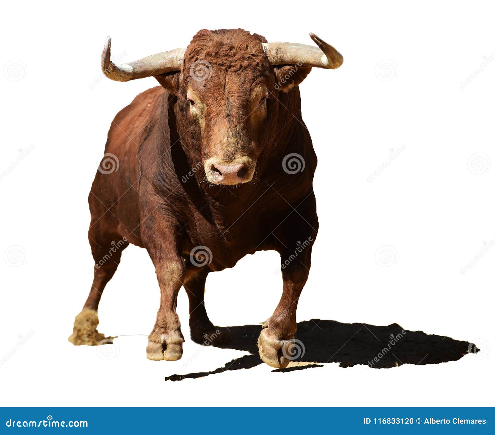 Spanischer Stier Stier, Tier, Deutscher Stier, Spanischer Stier,