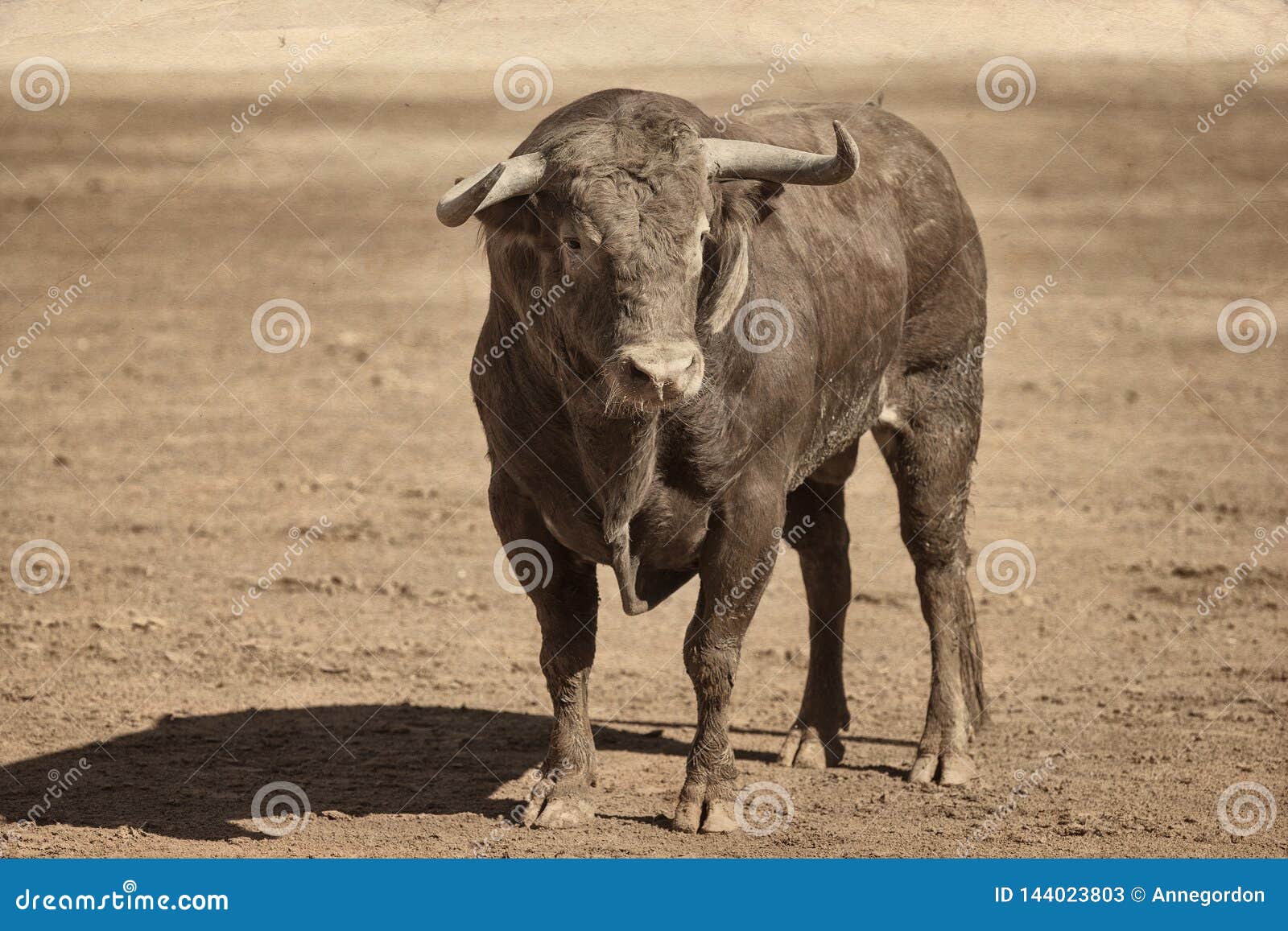 Spanischer Stier stockbild. Bild von weinlese, stierkampfarena - 144023803